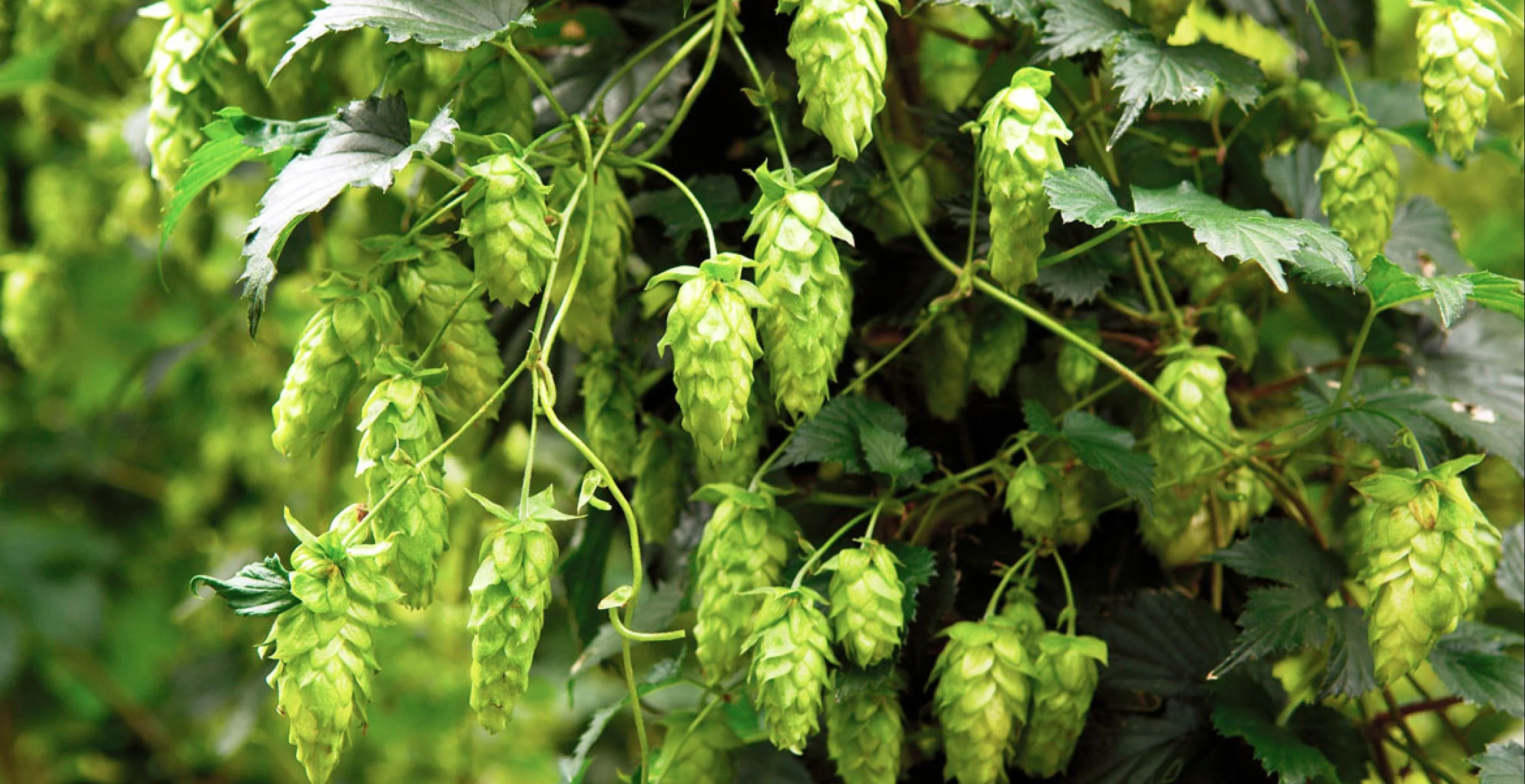 Bintani x NZ Hops 2024 Hop Previews - The Crafty Pint