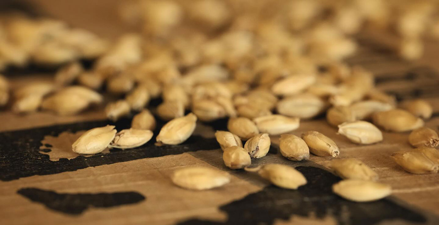 Golden Australian Grains: More Global Success For Voyager - The Crafty Pint