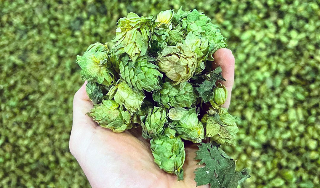 The Hop Selectors: Harvest Time In The Pacific Northwest - The Crafty Pint