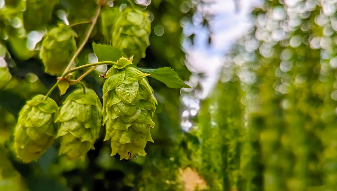 Ryefield Hops' Certifiably Sustainable Growth - The Crafty Pint