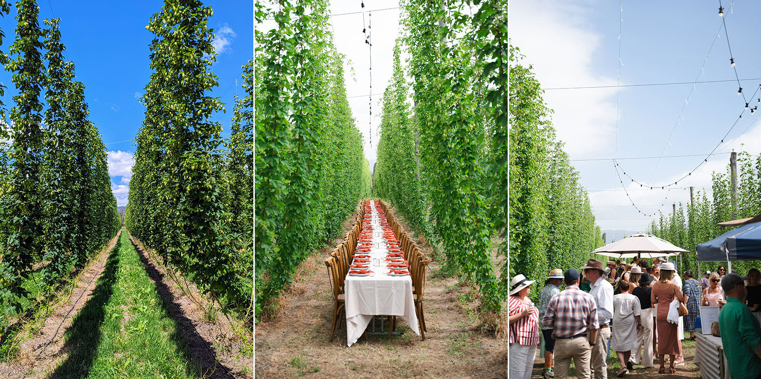 Ryefield Hops' Certifiably Sustainable Growth - The Crafty Pint