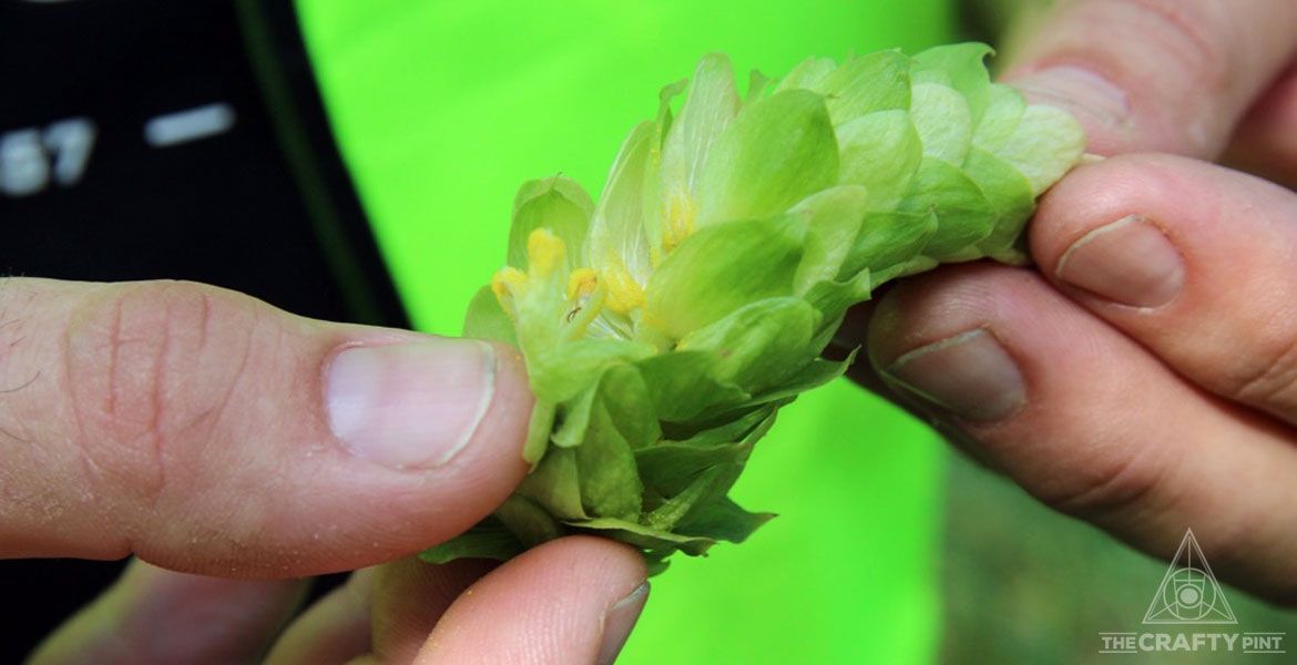 Fresh Harvest Beer Festival 2023 - The Crafty Pint