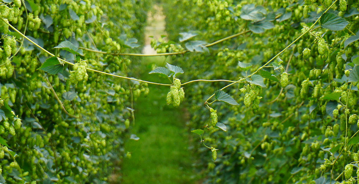 The Collaborators: Freestyle Hops - The Crafty Pint