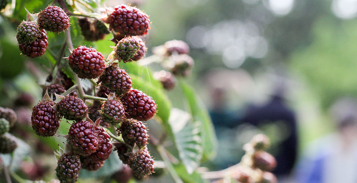 Embracing The Fruits - The Crafty Pint