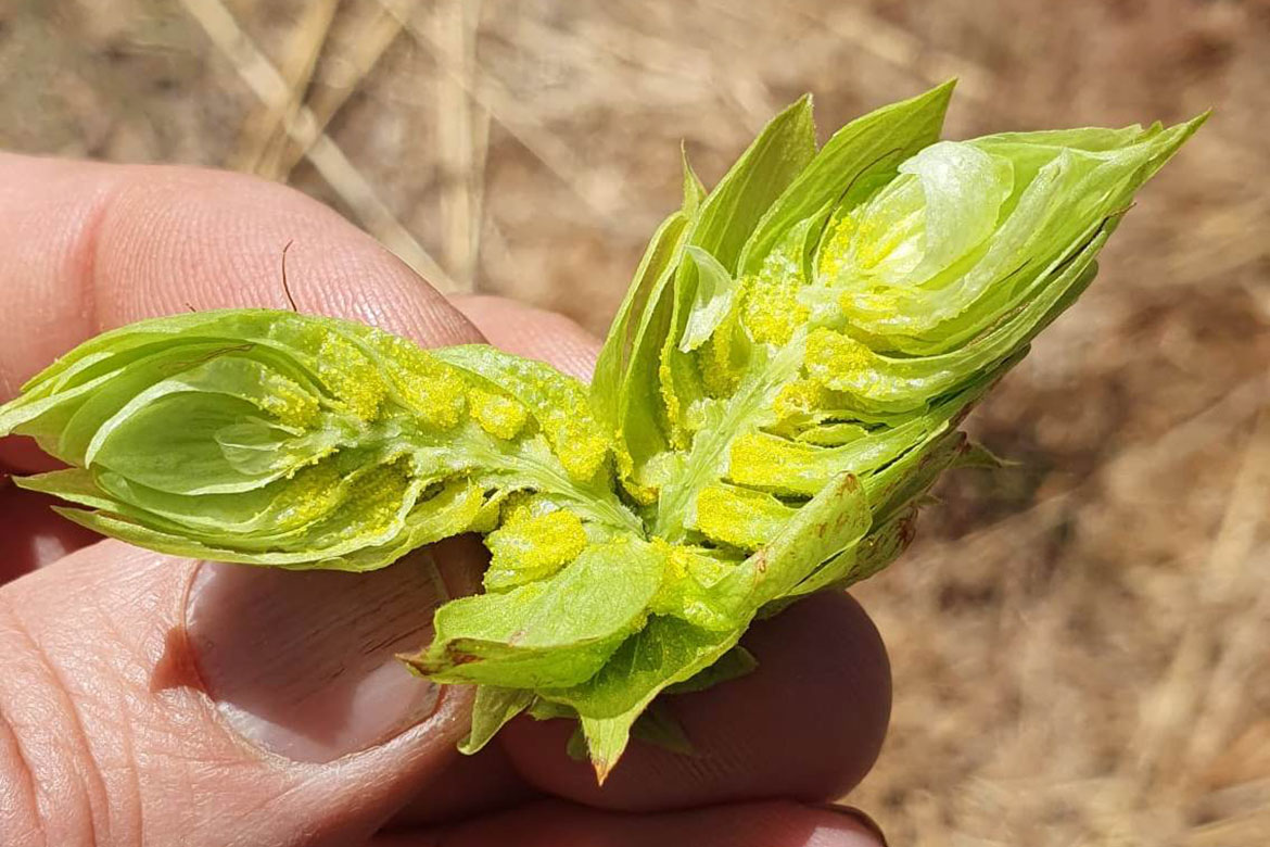 So Fresh: The Rise Of WA's Hop Growers - The Crafty Pint